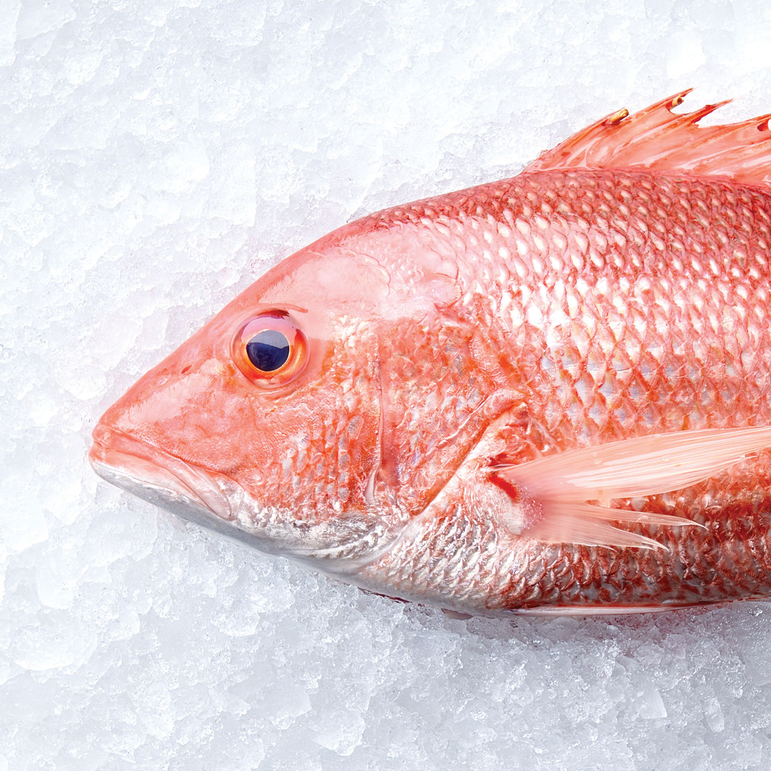 Recipes | Texas Gulf Seafood | Fresh Outta Texas